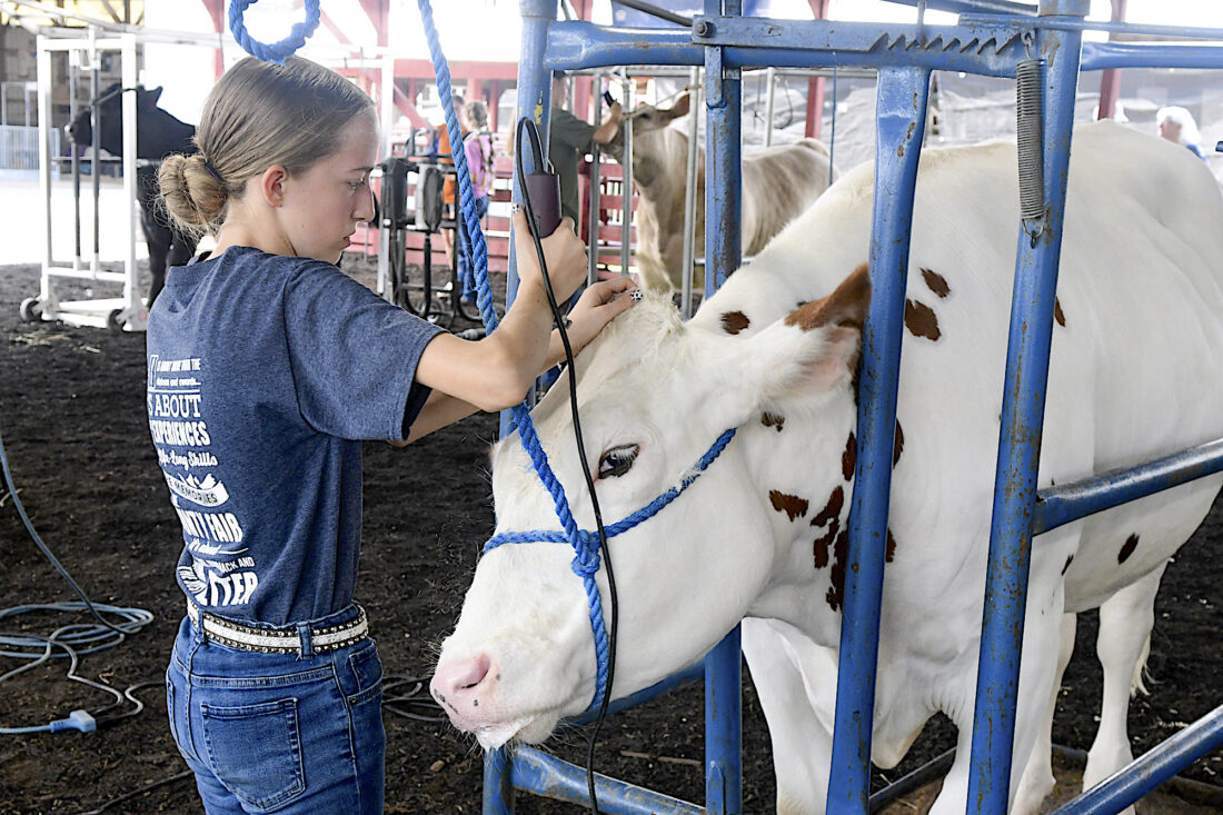 4-H showings conclude with livestock sale Friday | News, Sports, Jobs - Williamsport Sun-Gazette